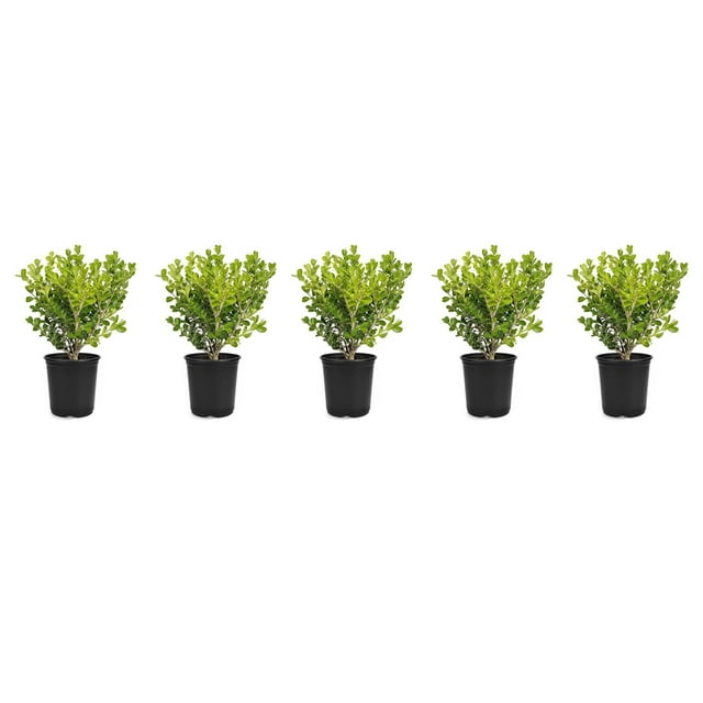 Japanese Boxwood 5 Live 4 Inch Pots Buxus Microphylla Formal Evergreen ...