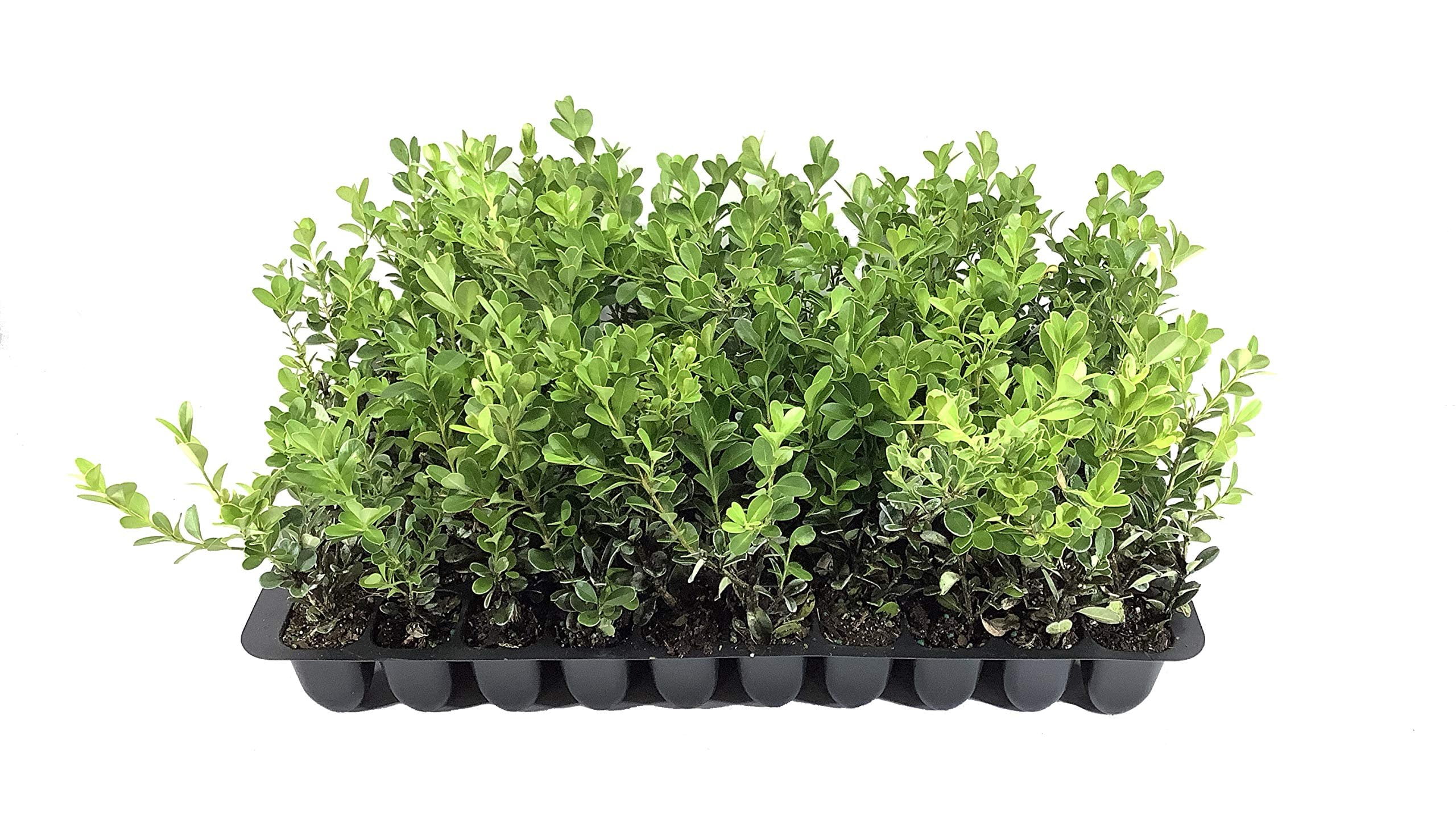 Japanese Boxwood - 50 Live Plants - 2" Pot Size - Buxus Microphylla ...