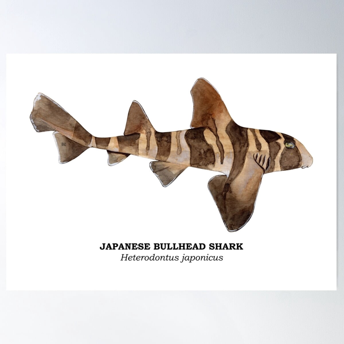 Japanese Bullhead Shark Heterodontus Japonicus (Name) Poster Wall Art ...
