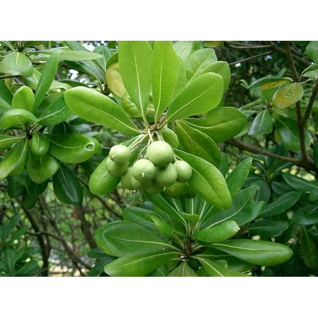 Japanese Cheesewood Tree Seeds for Planting (30 Seeds) - Pittosporum ...
