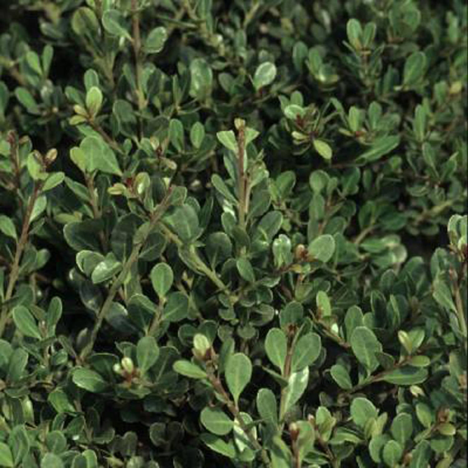 Japanese Compacta Holly (Ilex crenata) - Evergreen Shrub - 7 Gal ...