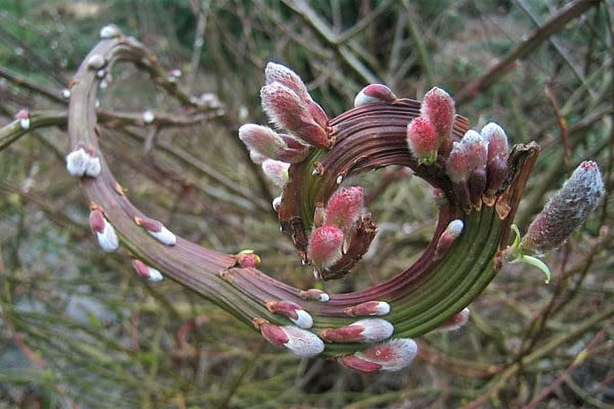 Japanese Fantail Willow Tree Cuttings to Grow - Amazing Curling ...