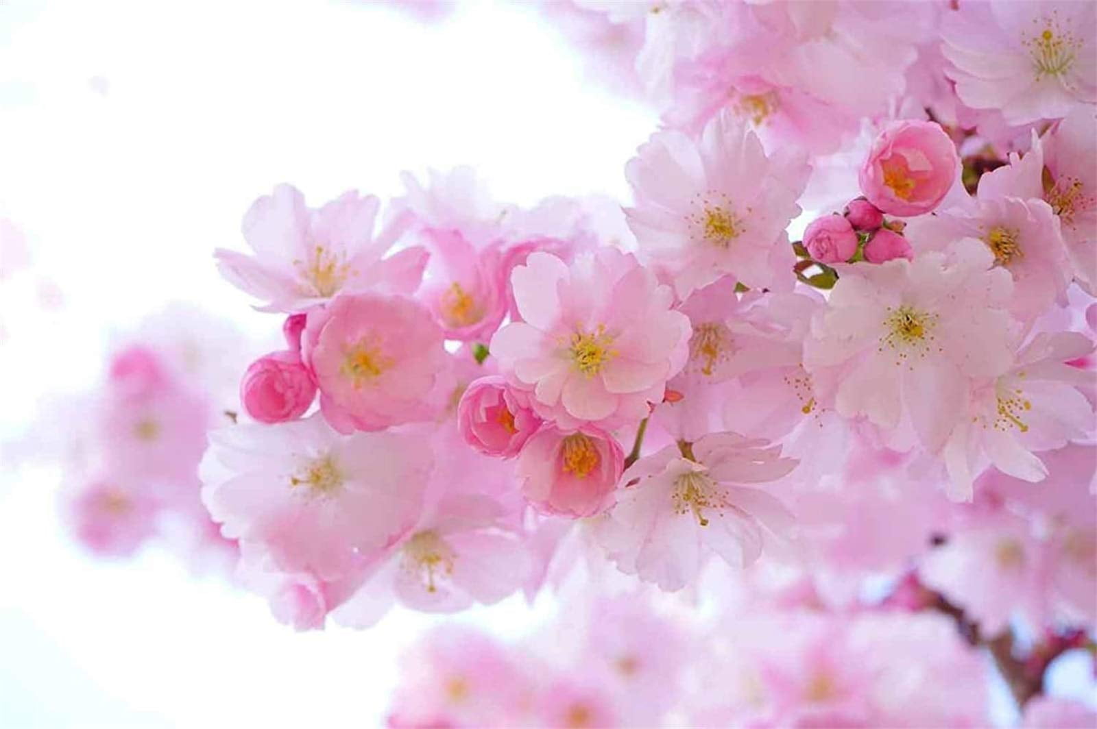 Japanese Flowering Cherry Blossom Sakura Seeds 10 H2FSDpcs Prunus ...