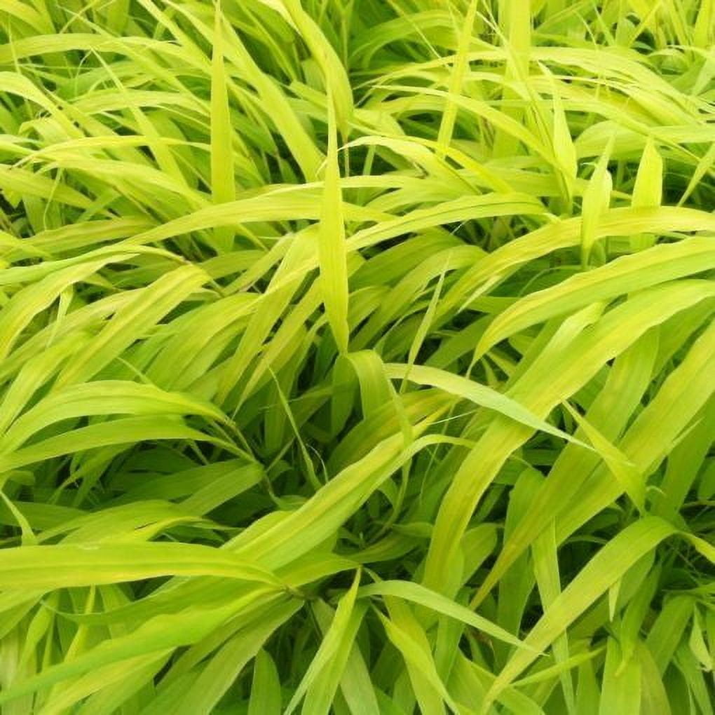 Hakonechloa 'All Gold' Japanese Forest Grass - Live Starter Plant for ...