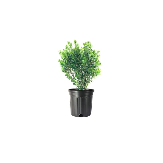 Japanese Holly 1 Large Gallon Size Plant Ilex Compacta Crenata Low ...