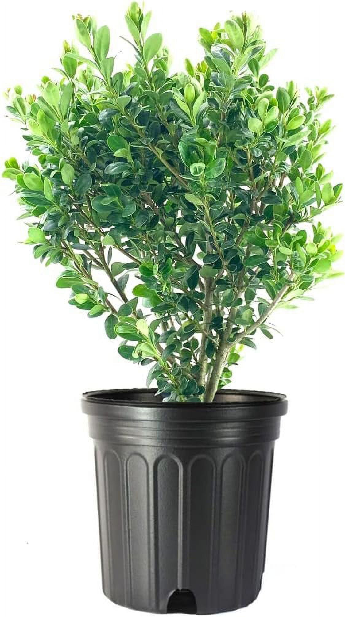 Japanese Holly 2 Large Gallon Size Plants Ilex Compacta Crenata Low ...