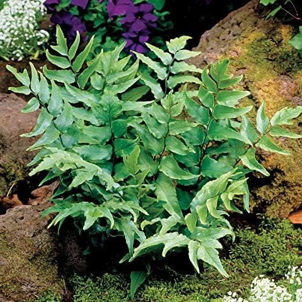 Japanese Holly Fern - 3 Live Plants - Cyrtomium Falcatum Rochfordianum ...