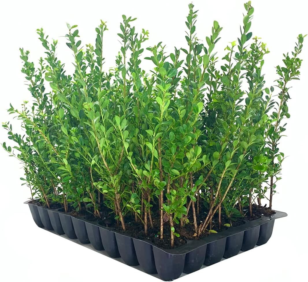 Japanese Holly Ilex Compacta Crenata 10 Live Plants Low Maintenance ...