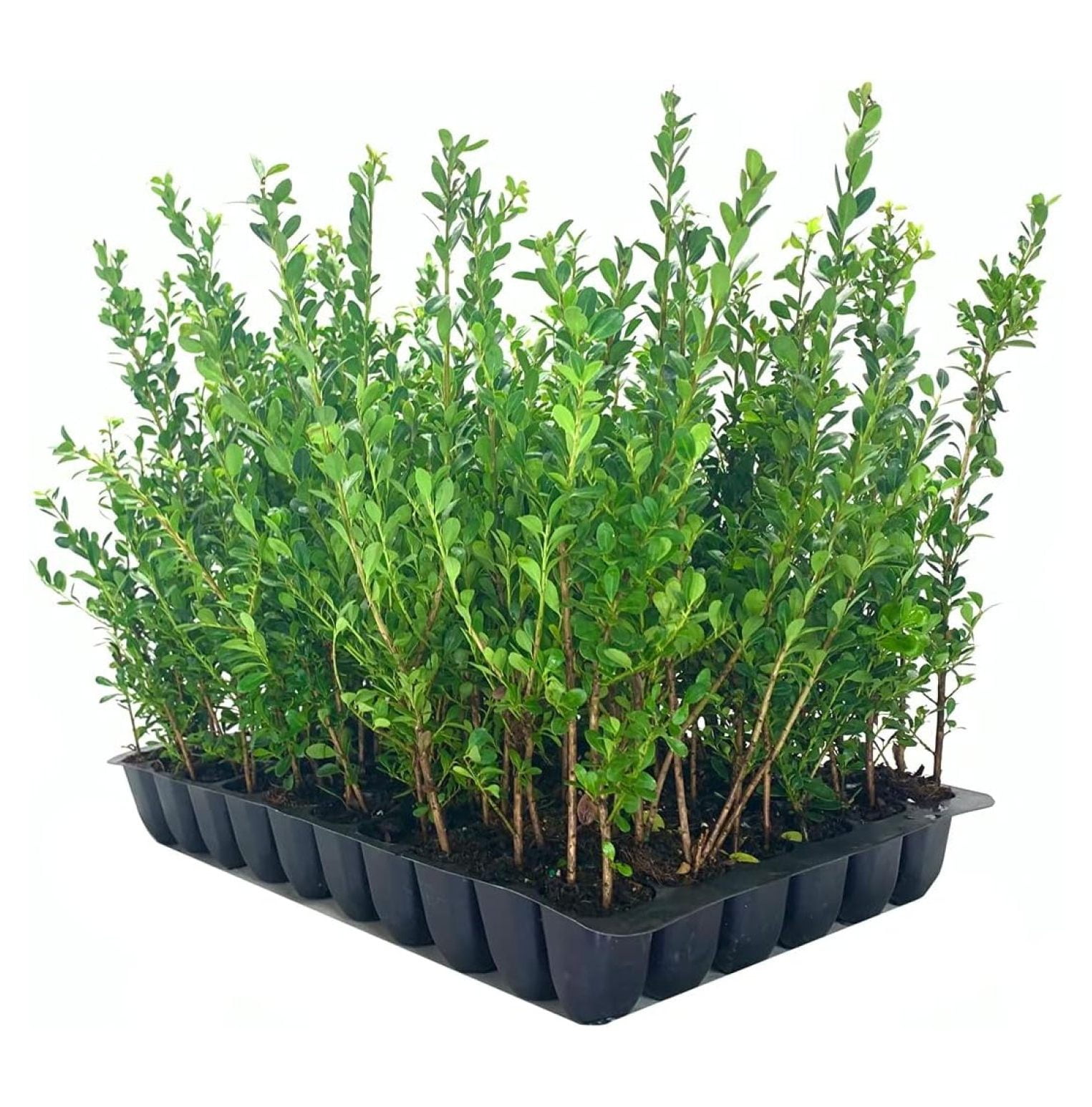 Japanese Holly Ilex Compacta Crenata | 10 Live Plants | Low Maintenance ...