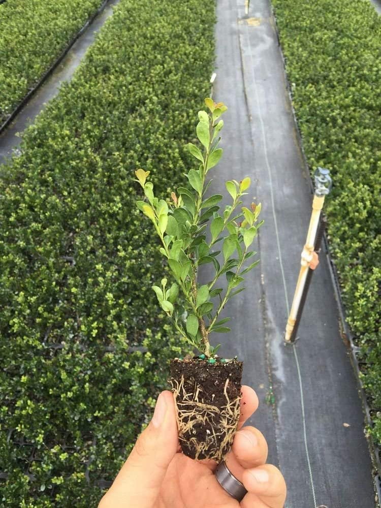 Japanese Holly Ilex Compacta Crenata 60 Live Plants Evergreen Tree ...