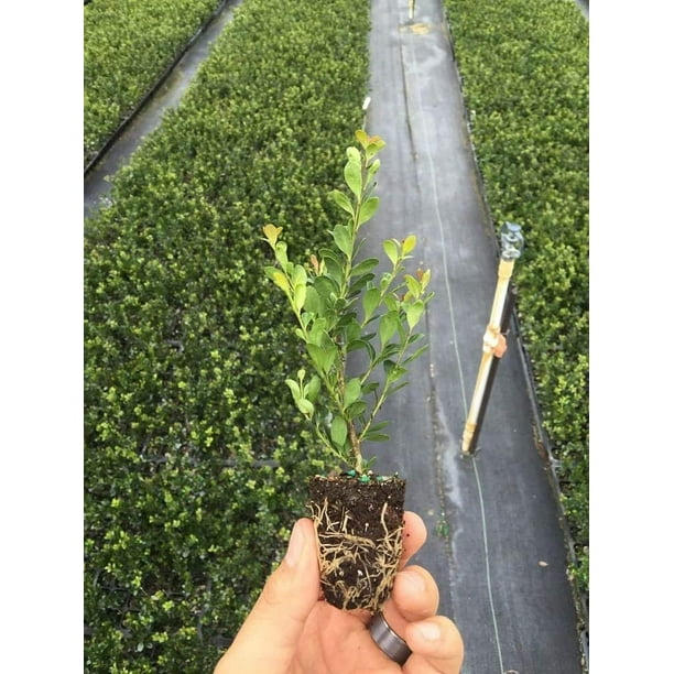 Japanese Holly Ilex Compacta Crenata 60 Live Plants Evergreen Tree ...