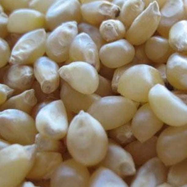 Japanese Hulless Popcorn - 1 LB ~3,200 Seeds - Non-GMO, Heirloom, Open ...