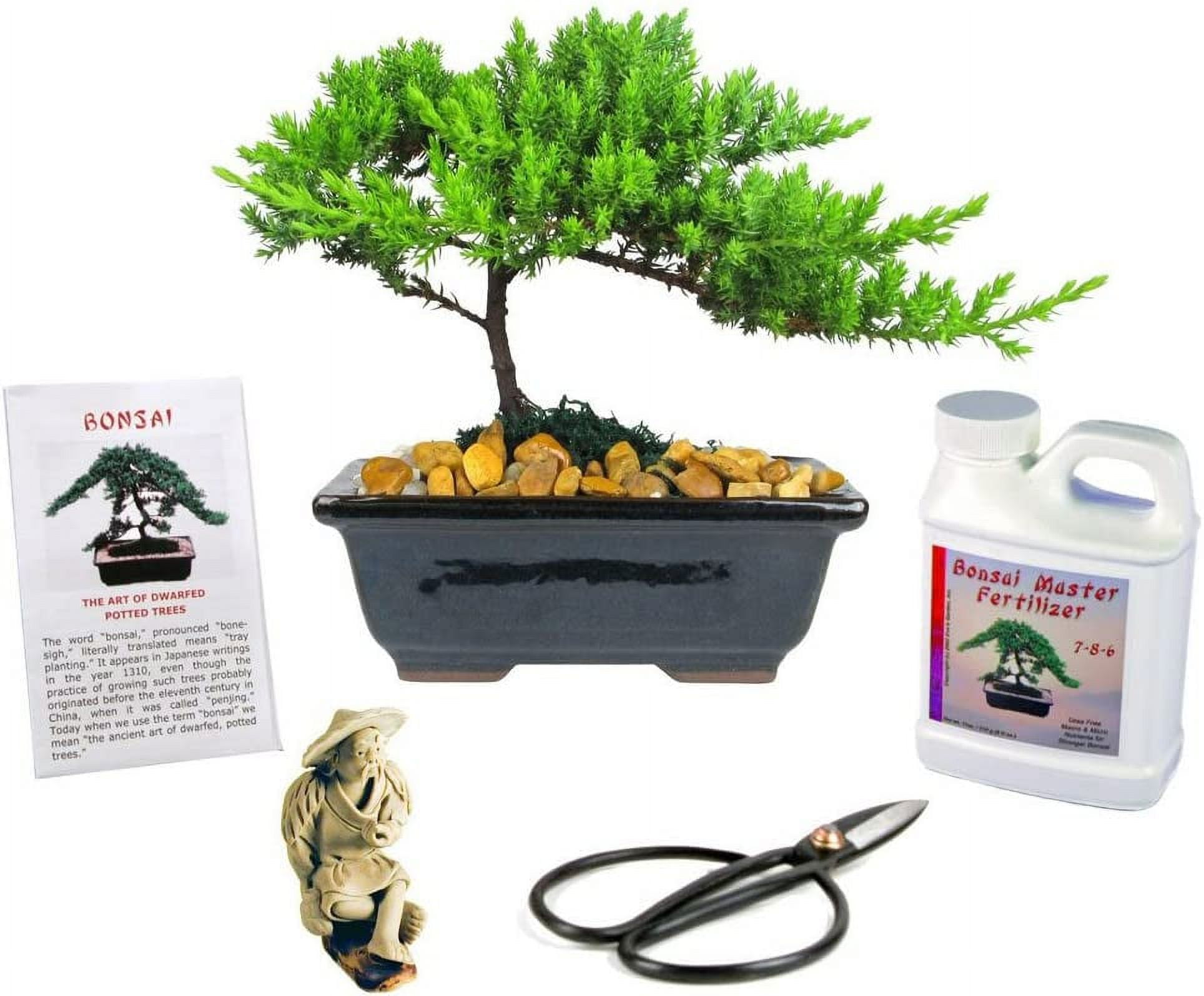 Japanese Juniper Bonsai Tree Gift Kit Outdoor Japanese Juniper 6 Years Old Complete Bonsai Gift ...