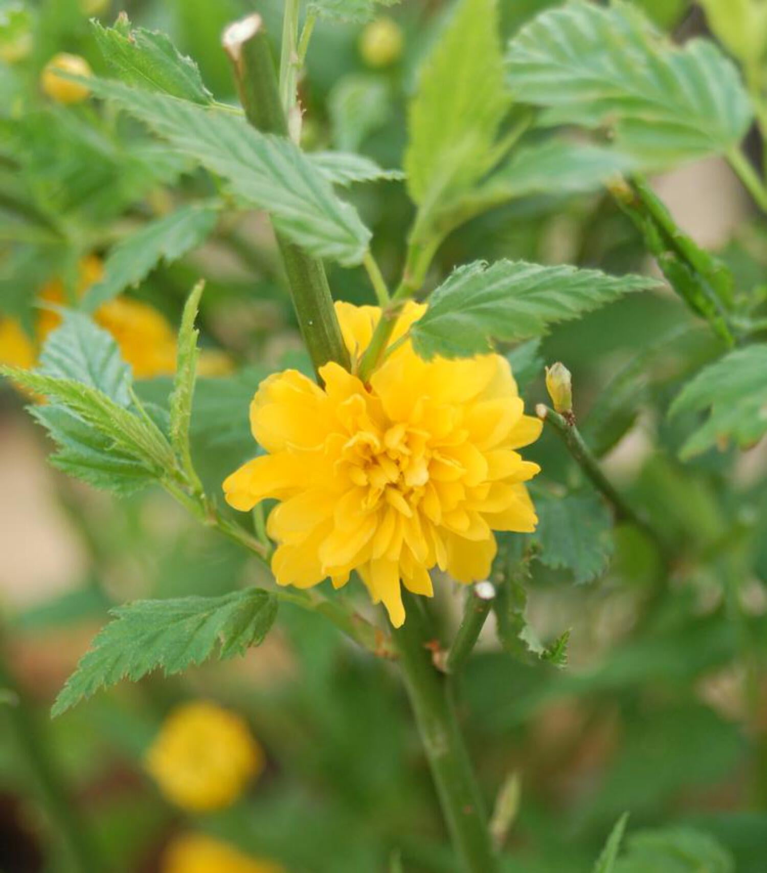 Green Promise Farms™ Japanese Kerria Shrub, Bright Yellow Blooms, 4-6ft ...