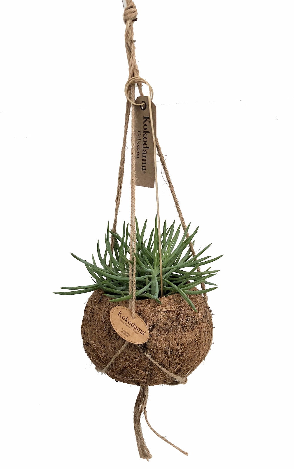 Japanese Kokedama - 苔玉 - Live Succulent Plant - Japanese String Garden ...