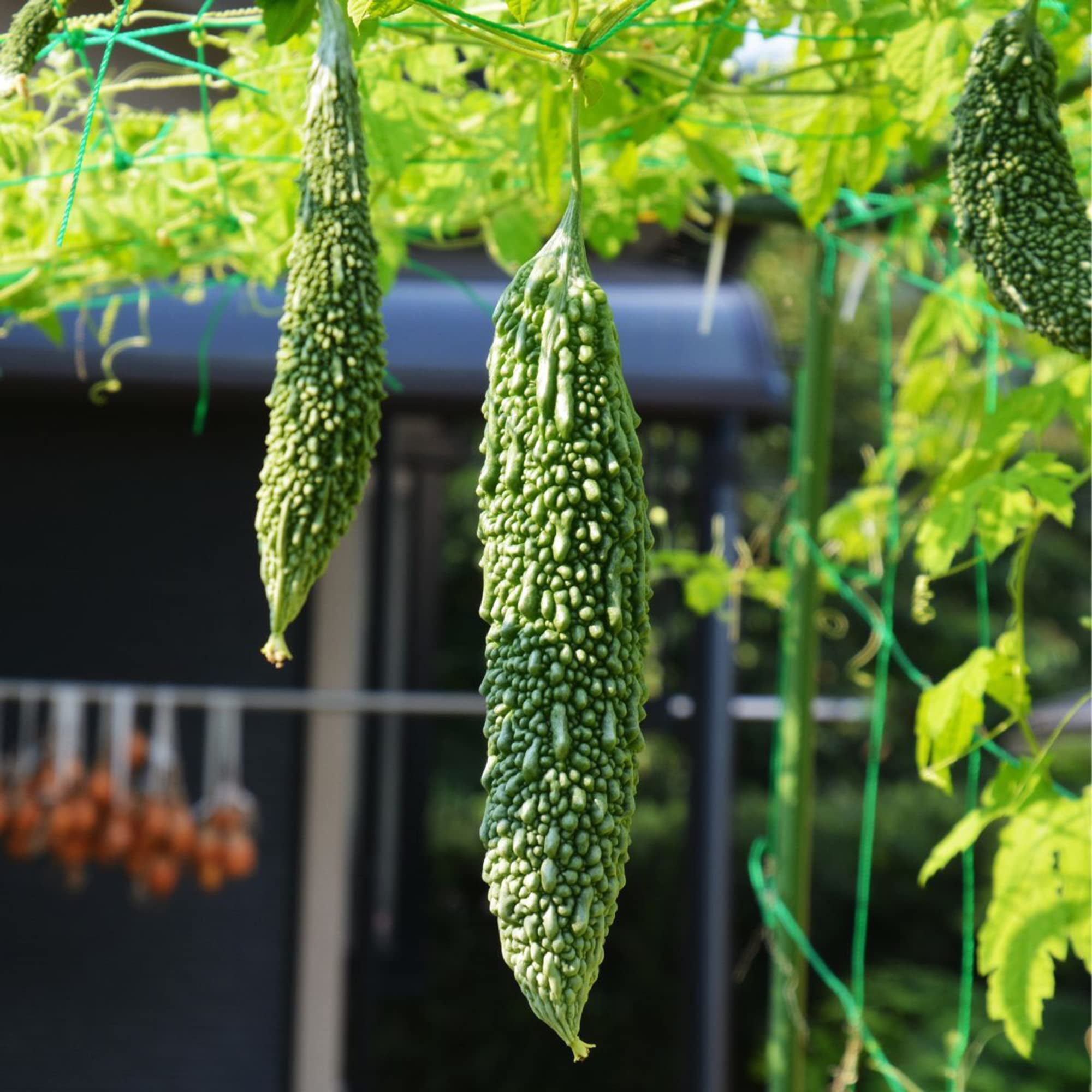 Japanese Long Bitter TWE5 Gourd Seeds Goya, Bitter Taste for Cooking ...