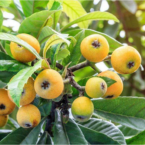 Japanese Loquat Tree Golden Loquat Fruit Plant Eriobotrya Japonica ...