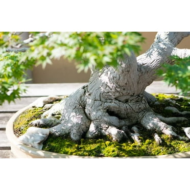 Japanese Flowering Cherry Blossom Bonsai Seeds, Sakura Bonsai Seeds ...