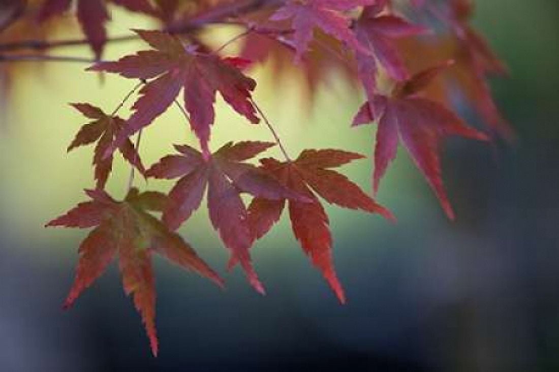 Japanese Maple III Poster Print by Rita Crane (12 x 18) - Walmart.com