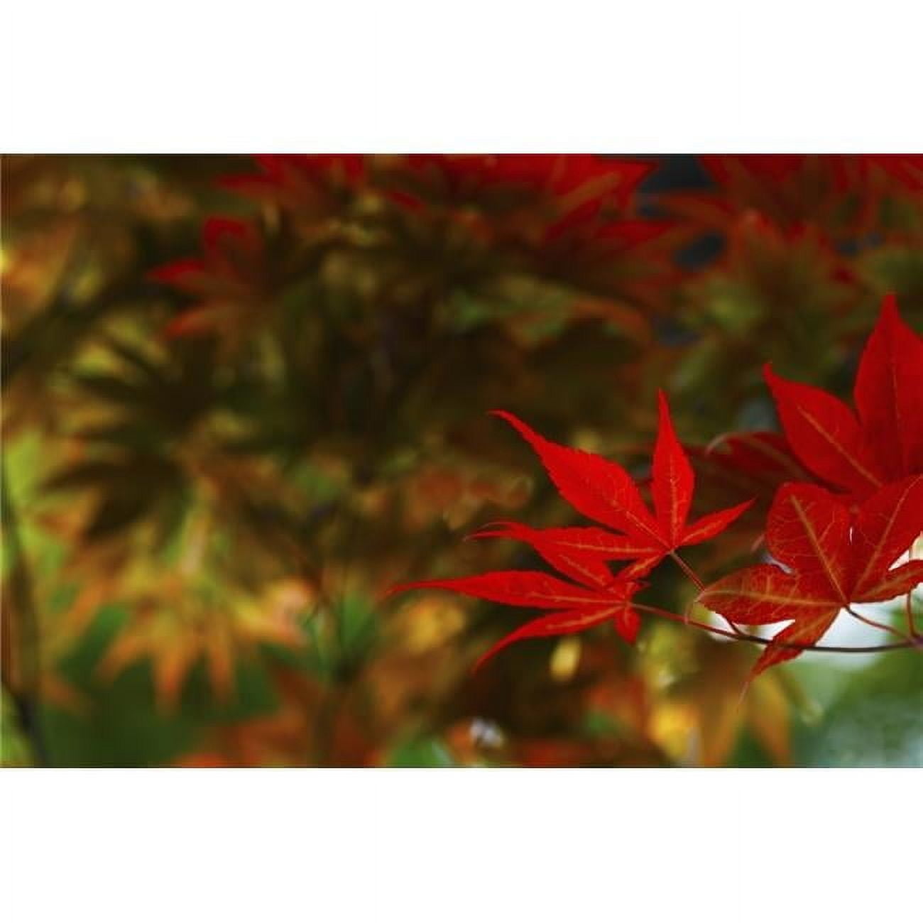 Japanese Maple Leaves - Edmonton Alberta Canada Poster Print - 38 x 24 ...