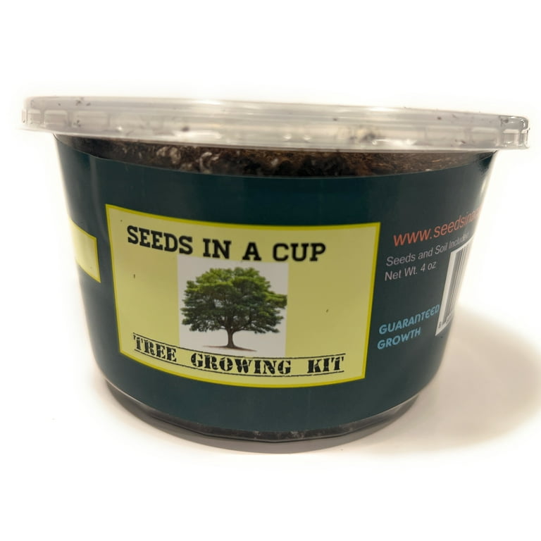 Japanese Maple Planting Seeds