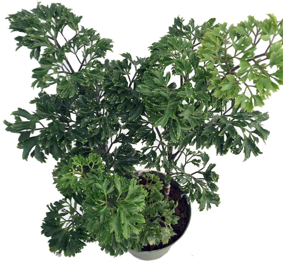 Japanese Ming Tree - Polyscias fruticosa - House Plant/Bonsai - 6" Pot ...