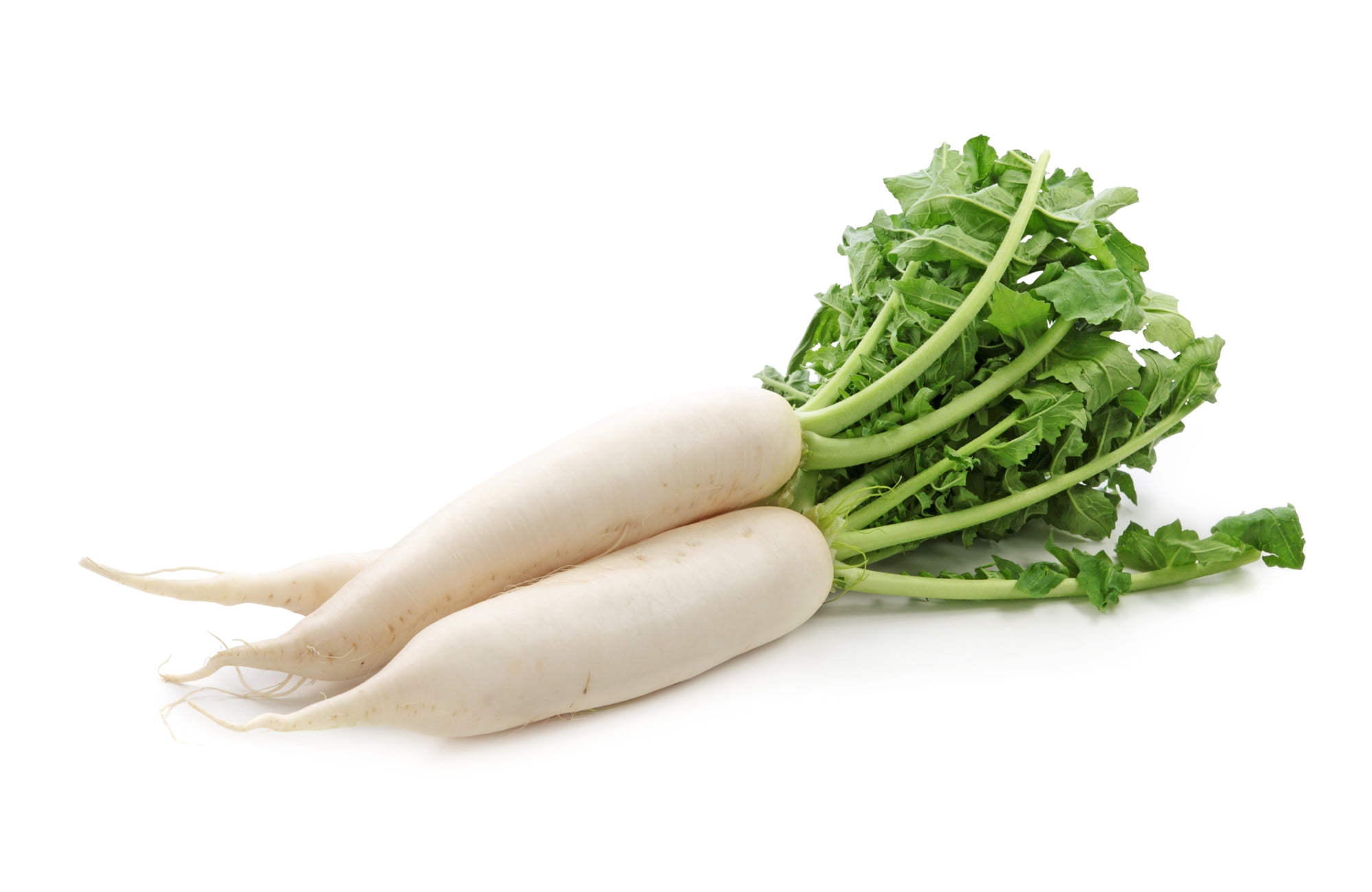 Japanese Minowase (Daikon) Radish Heirloom Seed 1 Pound - Walmart.com