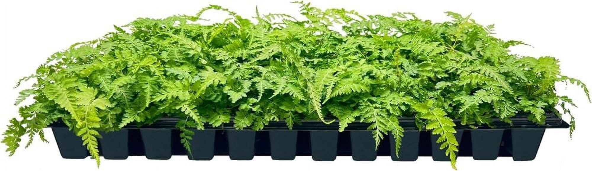 Japanese Painted Fern | Live Plants | Athyrium Niponicum | Shade Garden ...