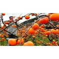 Japanese Persimmon Tree Seeds for Planting - 10 Seeds - Diospyros kaki ...