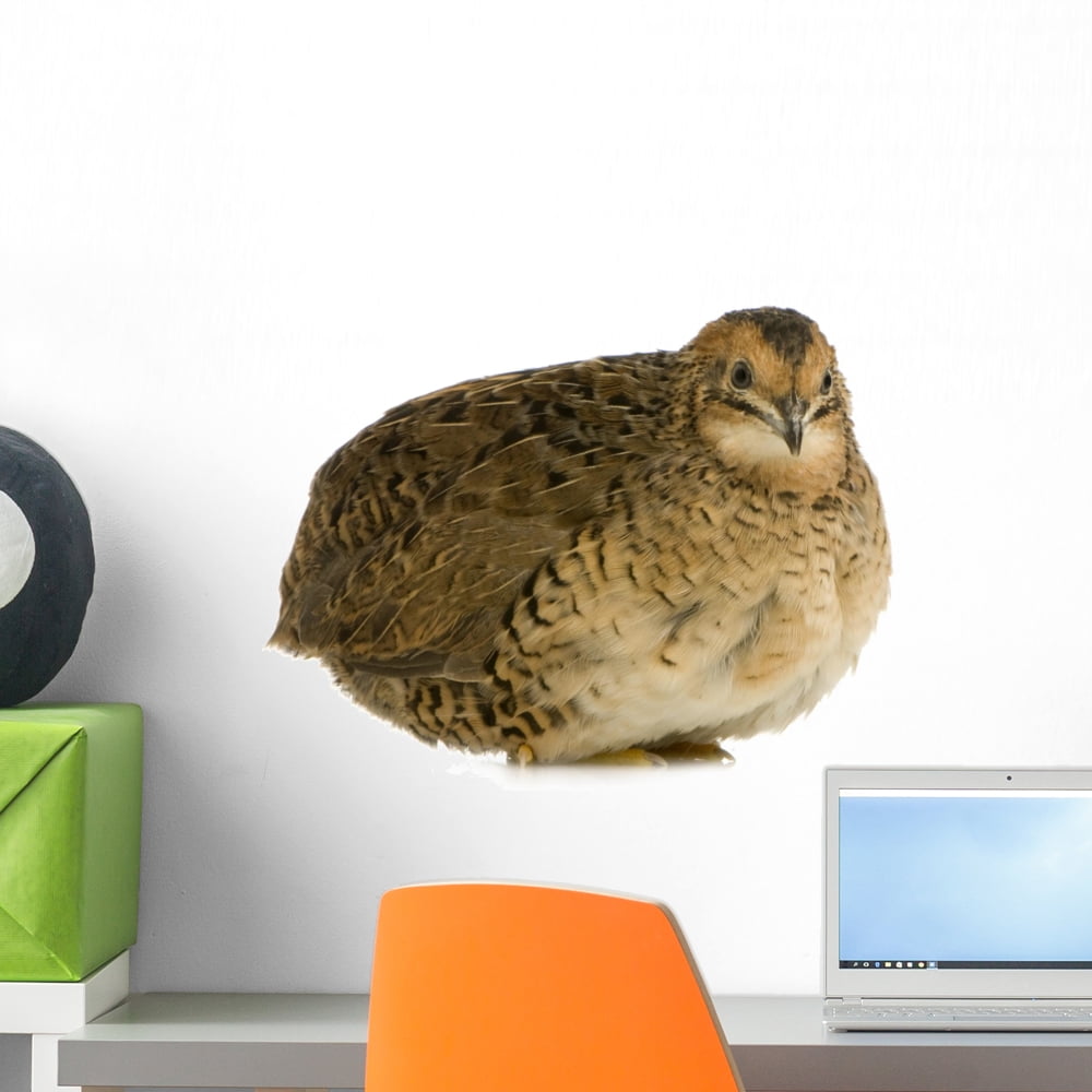 Japanese Quail Coturnix Japonica Wall Decal Sticker by Wallmonkeys ...
