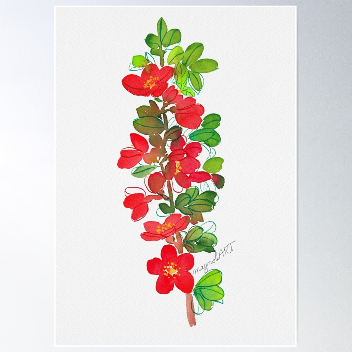 Japanese Quince Or Maule'S Quince /Chaenomeles Japonica/ Botanical ...