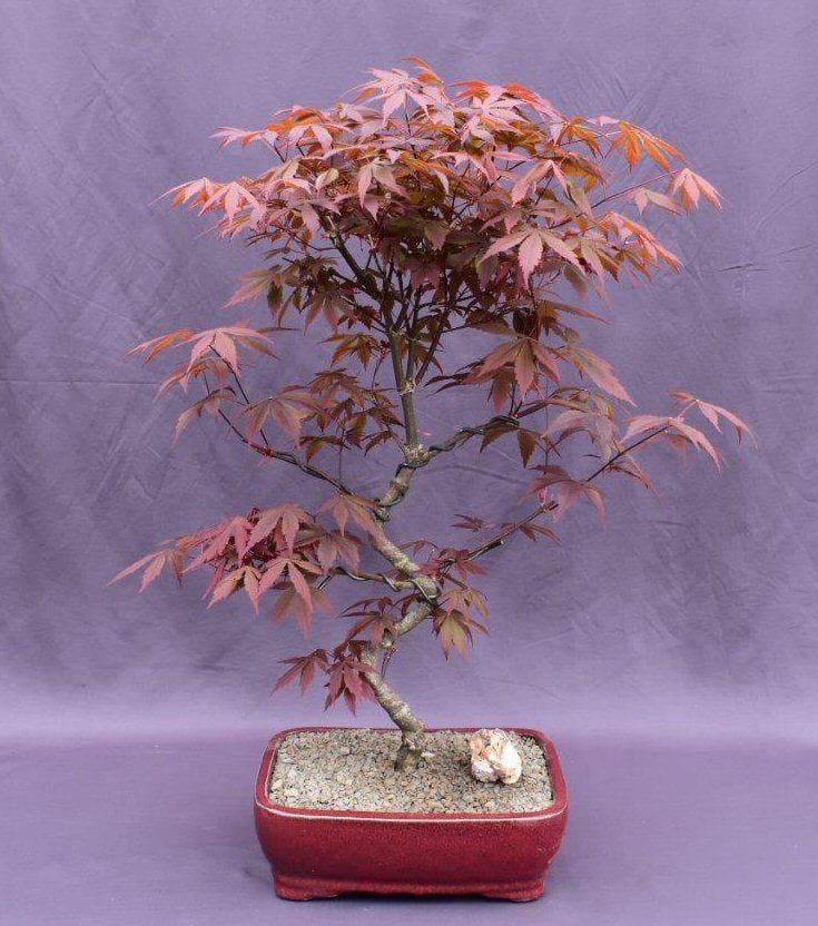 Japanese Red Maple Bonsai Tree Curved Trunk Style (acer palmatum ...