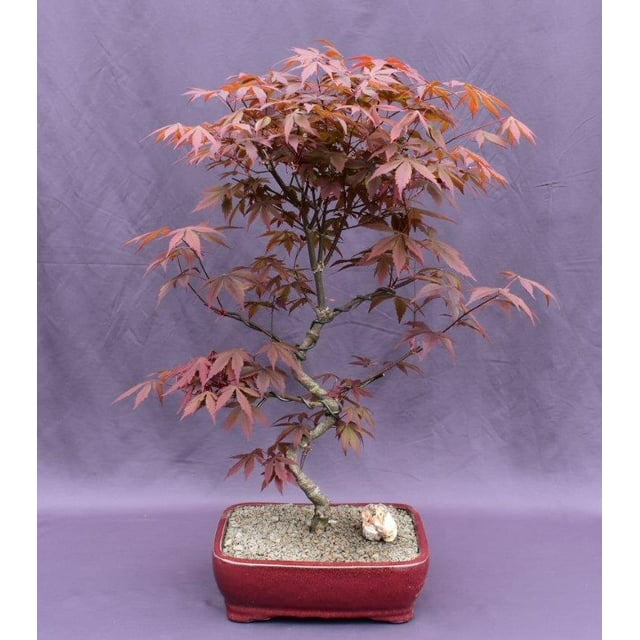 Japanese Red Maple Bonsai Tree Curved Trunk Style (acer palmatum ...