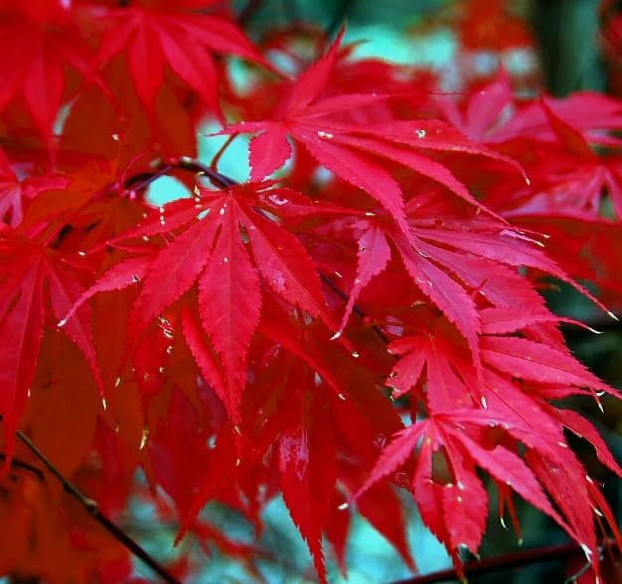 Japanese Red Maple Tree Seeds | 30+ Seeds | Highly Prized for Bonsai ...