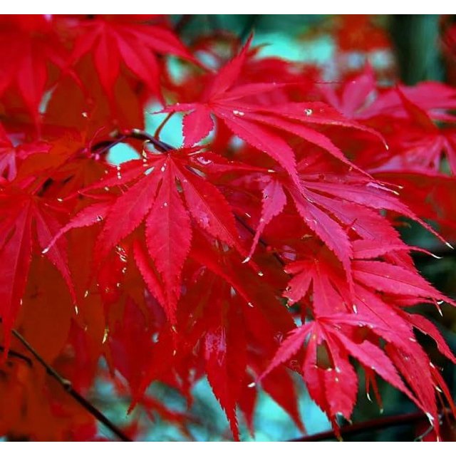 Japanese Red Maple Tree Seeds | 30+ Seeds | Highly Prized for Bonsai ...