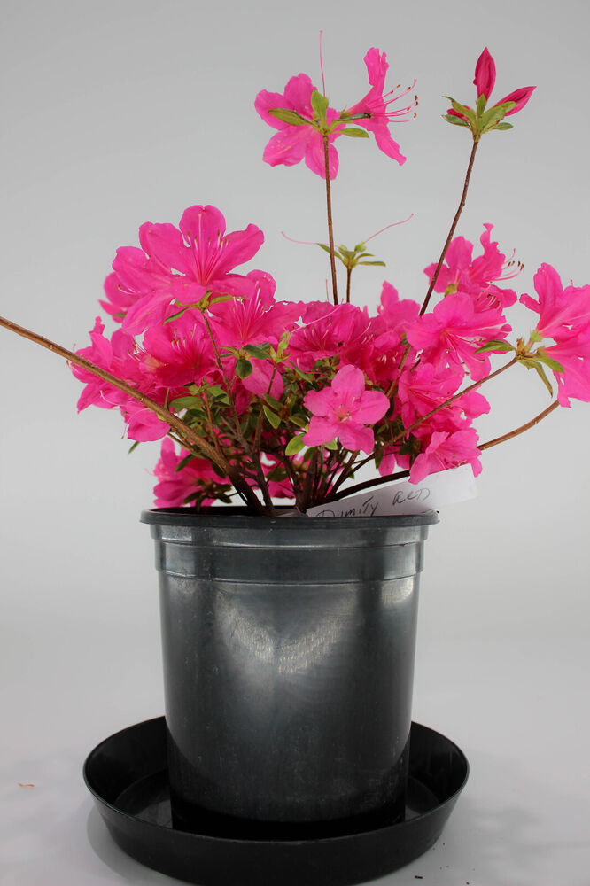 Japanese Satsuki Azalea 'Dimity Red' 1 Gallon Pre-Bonsai Tree -Dark ...