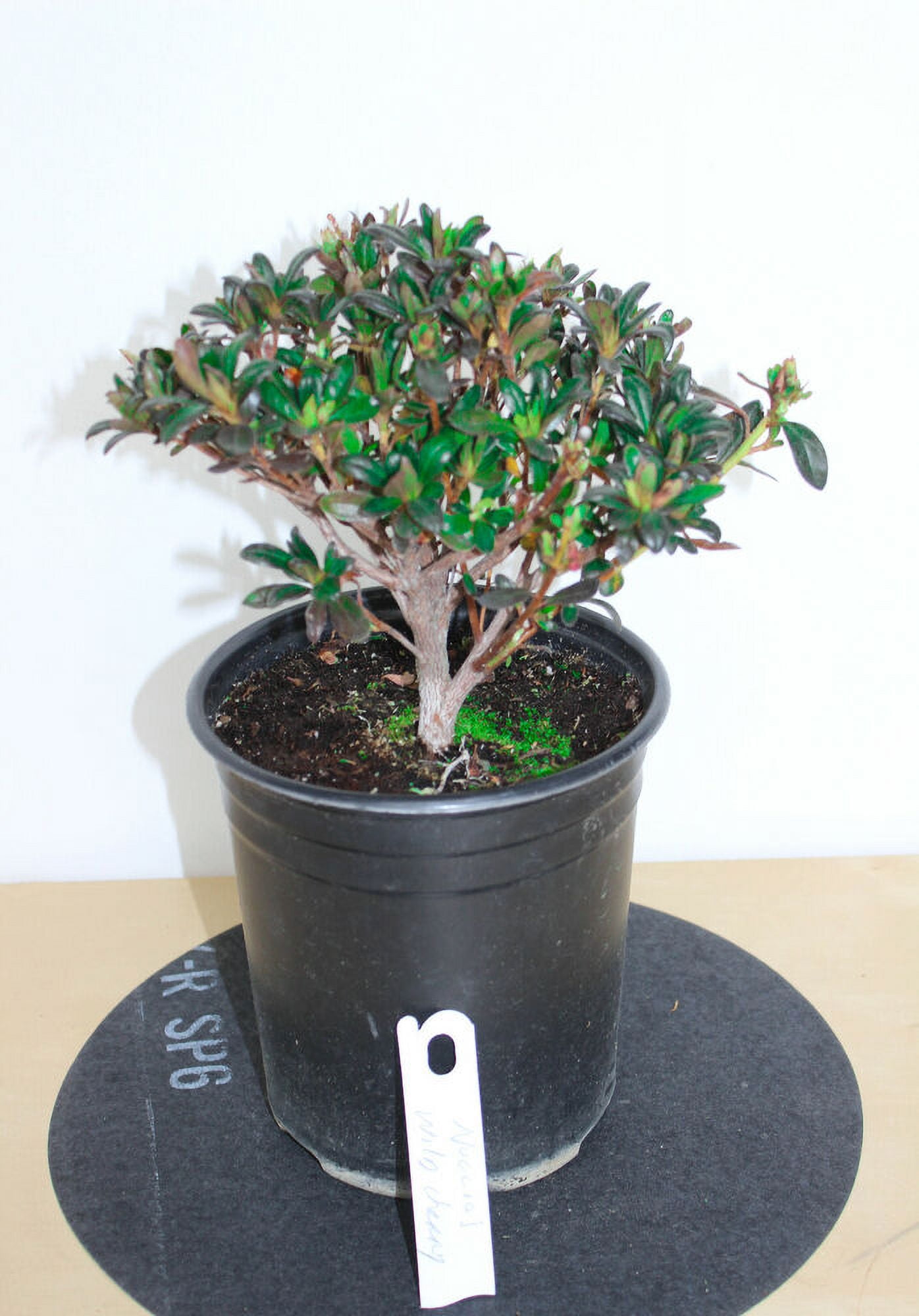Japanese Satsuki Azalea ' Wild Cherry ' 1 Gallon Flowering Pre-Bonsai ...