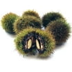 CZ Grain Colossal Chestnut Tree Seeds, Grow Large Chestnuts, 5 Fresh ...