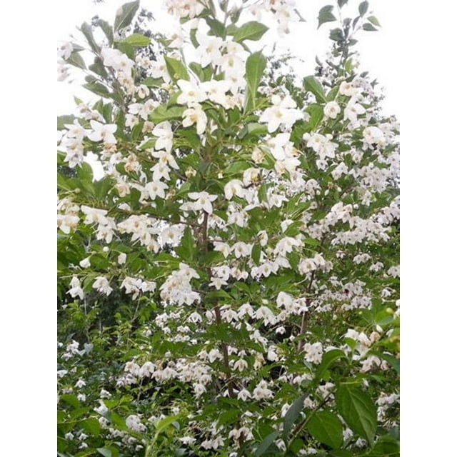 Japanese Snowbell - Walmart.com
