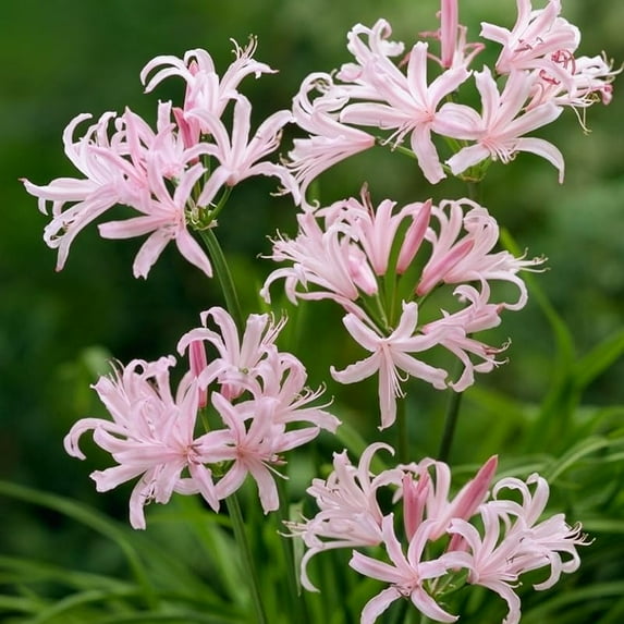 Japanese Spider Lily Flower Bulbs - 2 Bulbs per Pack - Attracts ...