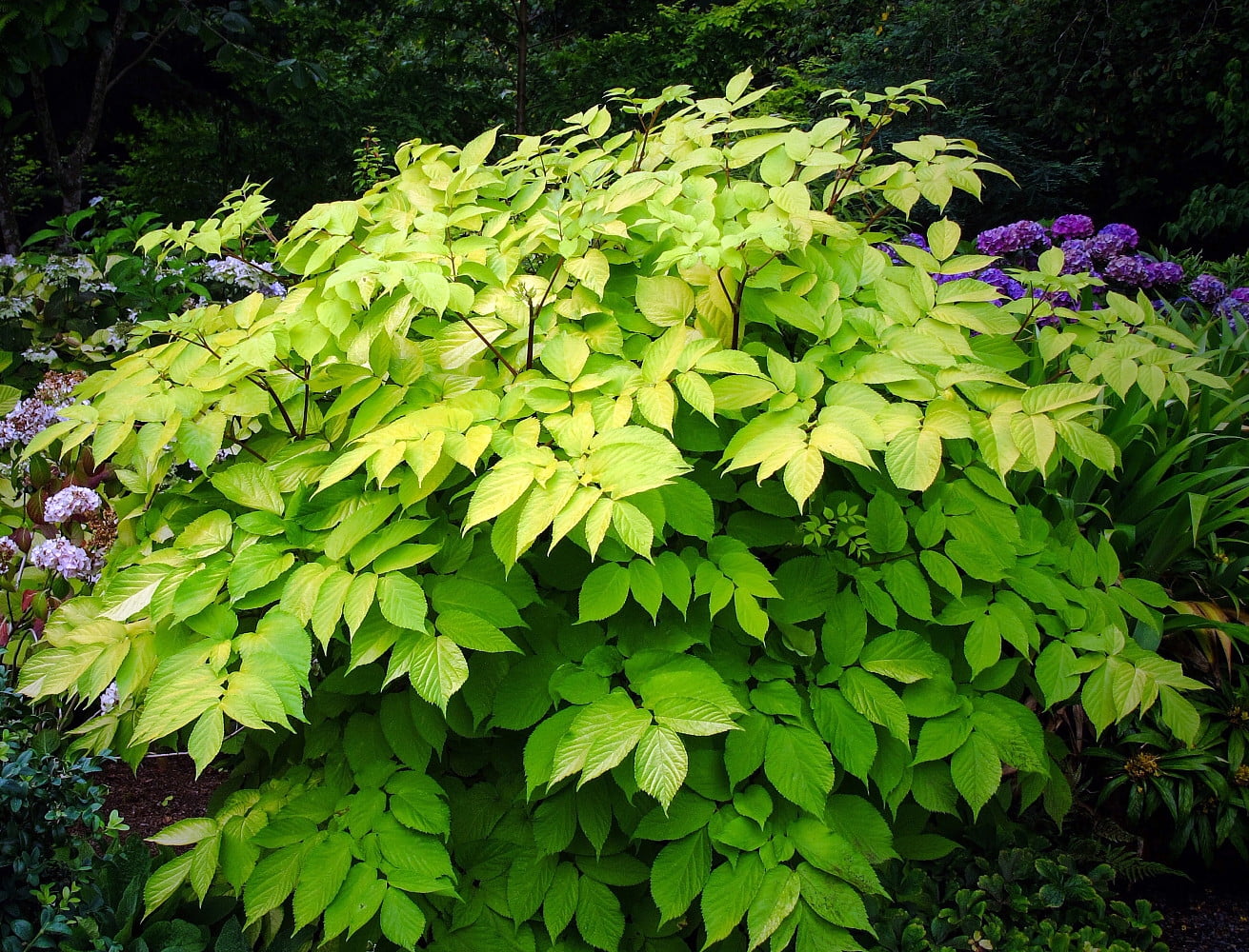 Japanese Sun King Aralia - Shade Lover - Golden Yellow - 4" Pot ...