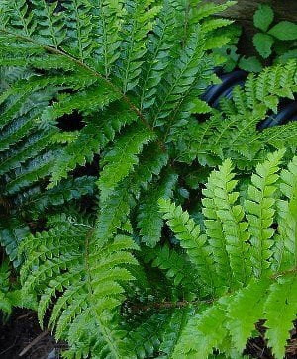 Japanese Tassel Fern 1 gallon Potted - Walmart.com