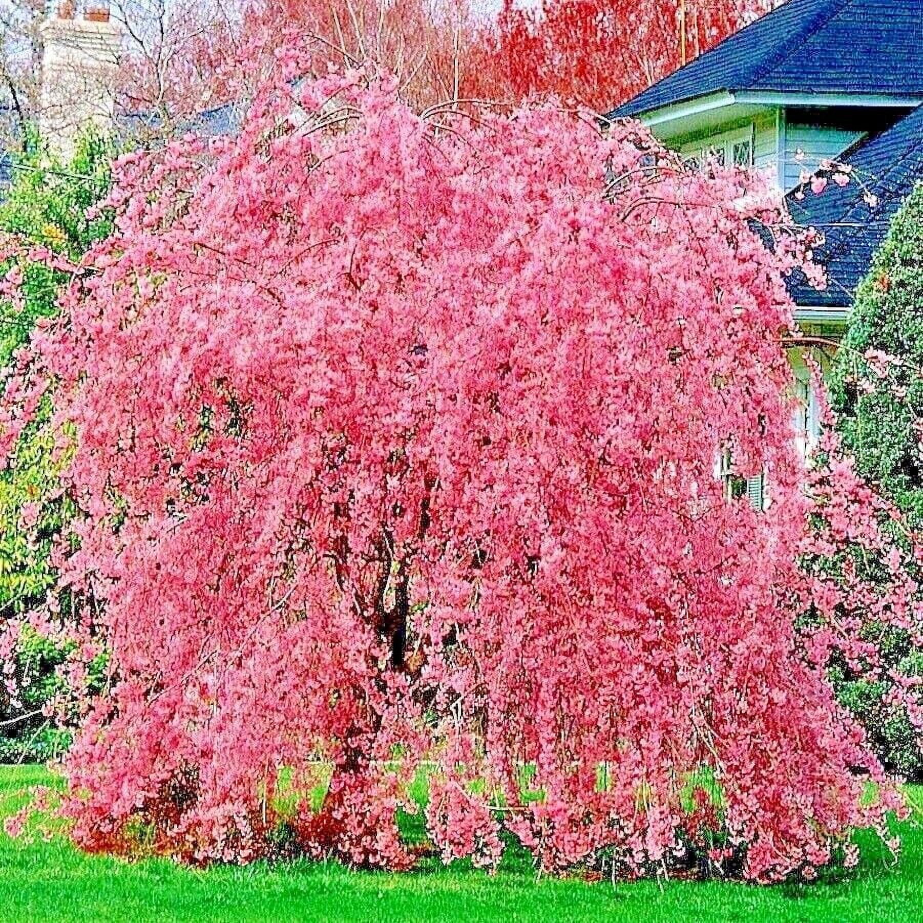 Japanese "WEEPING SAKURA" Cherry Blossom Flower Tree Seeds (pendula ...