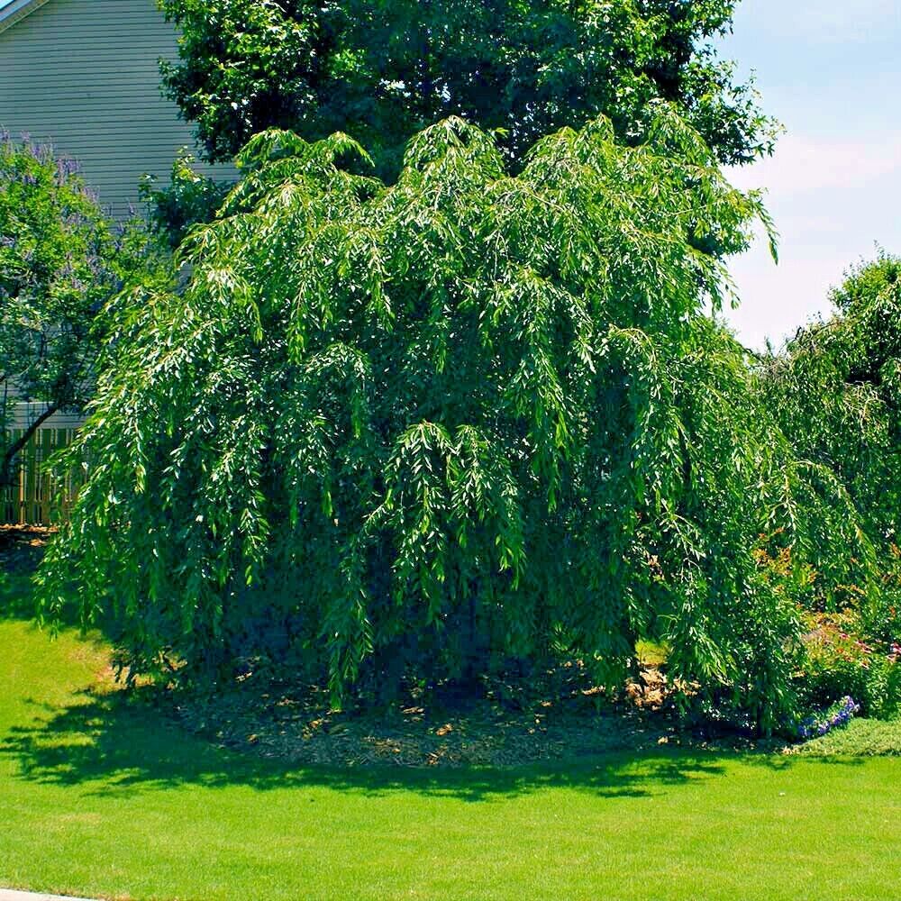 Japanese "WEEPING SAKURA" Cherry Blossom Flower Tree Seeds (pendula ...