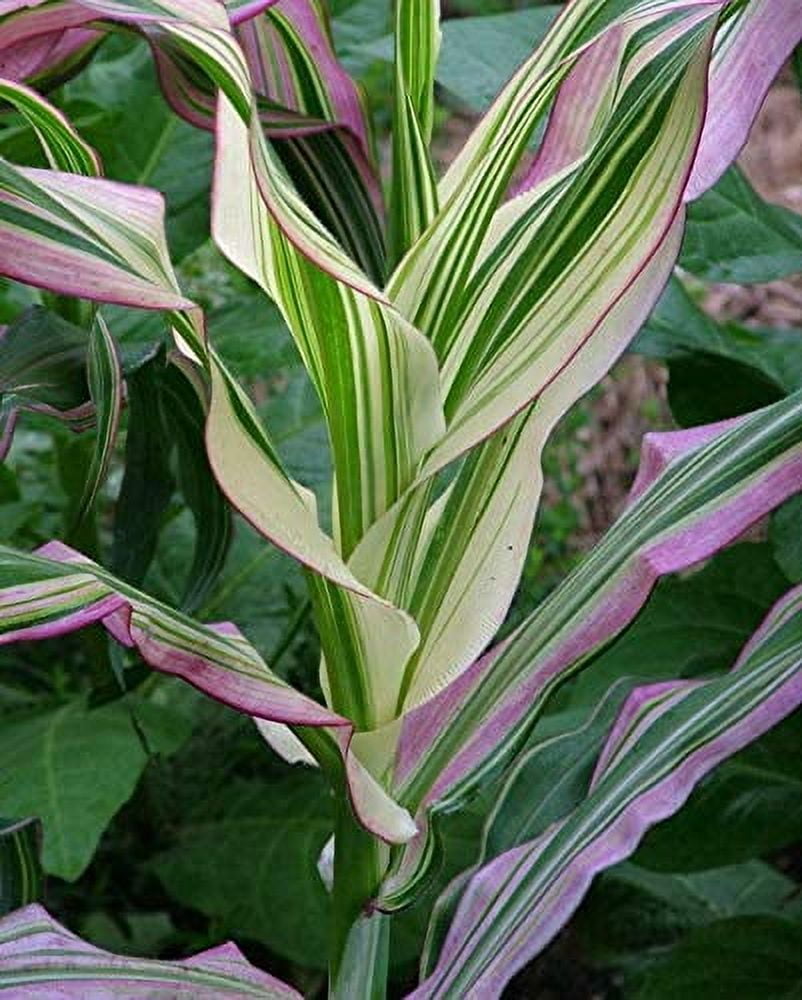 Japonica Corn Seeds for Planting | 10 Seeds | Rare Exotic Plant ...