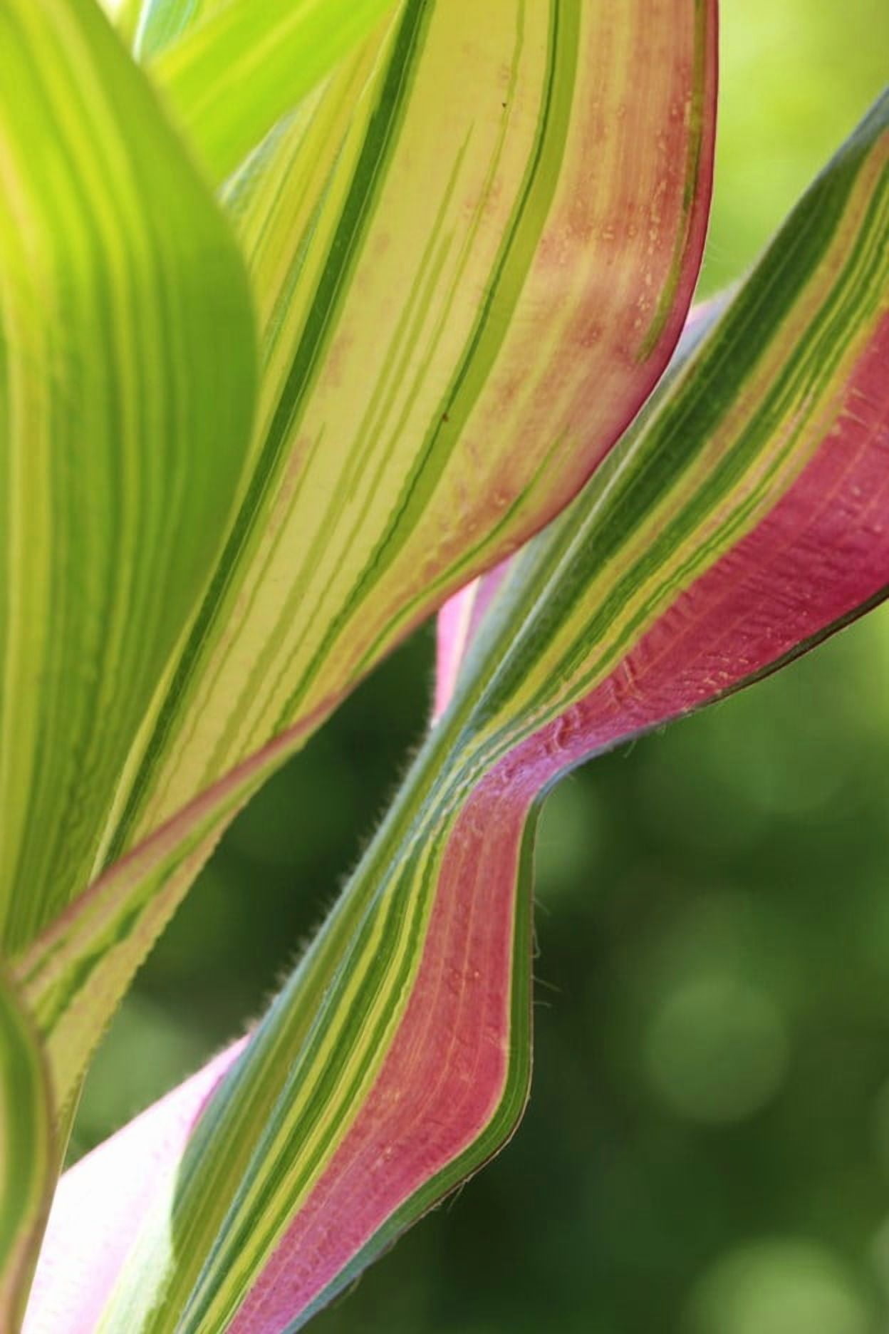 Japonica Striped Cut Flower Arrangement Ornamental Corn 20 Seeds for ...