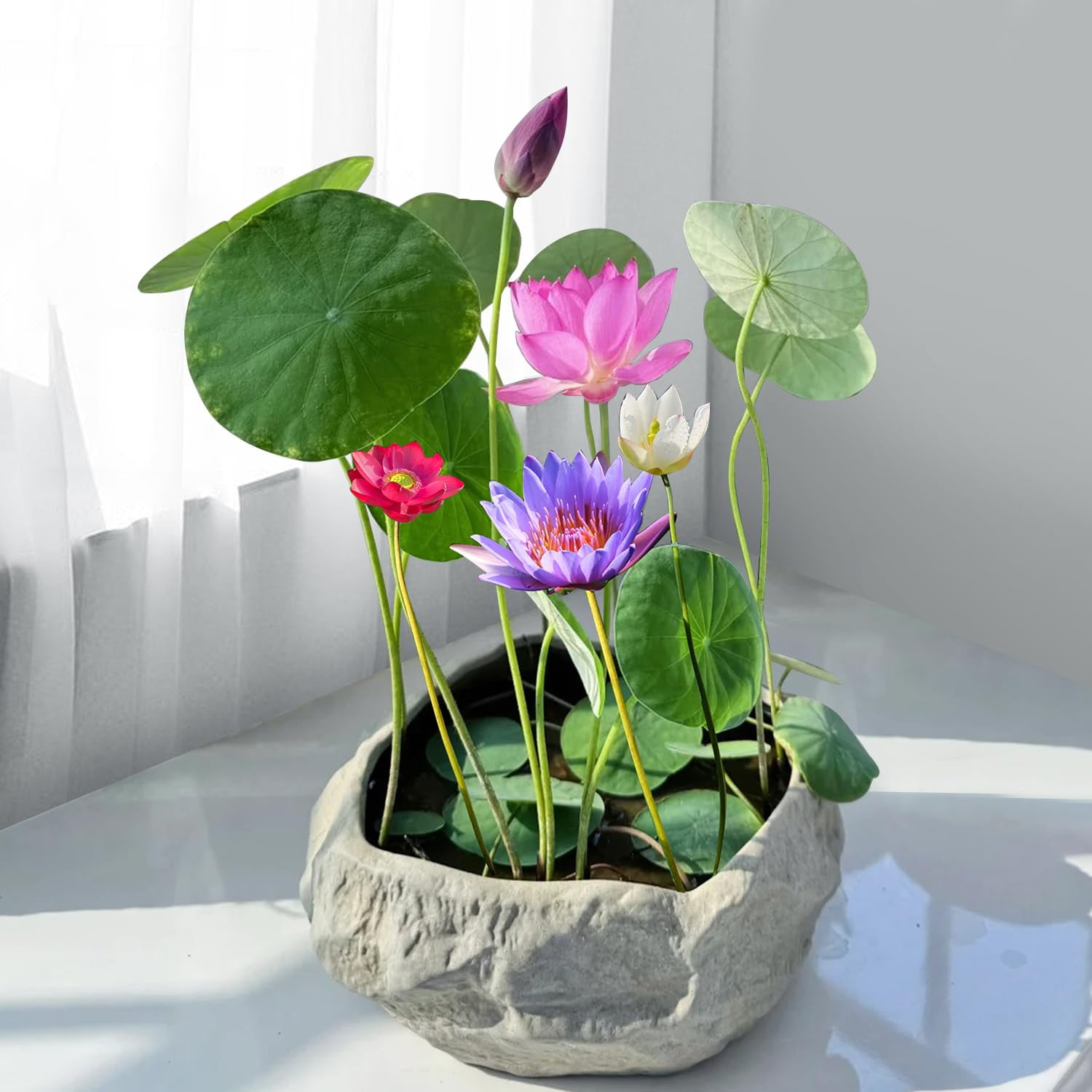 Jardinpatio 50pcs Bonsai Lotus Seeds for MVR1 Planting Water Features ...