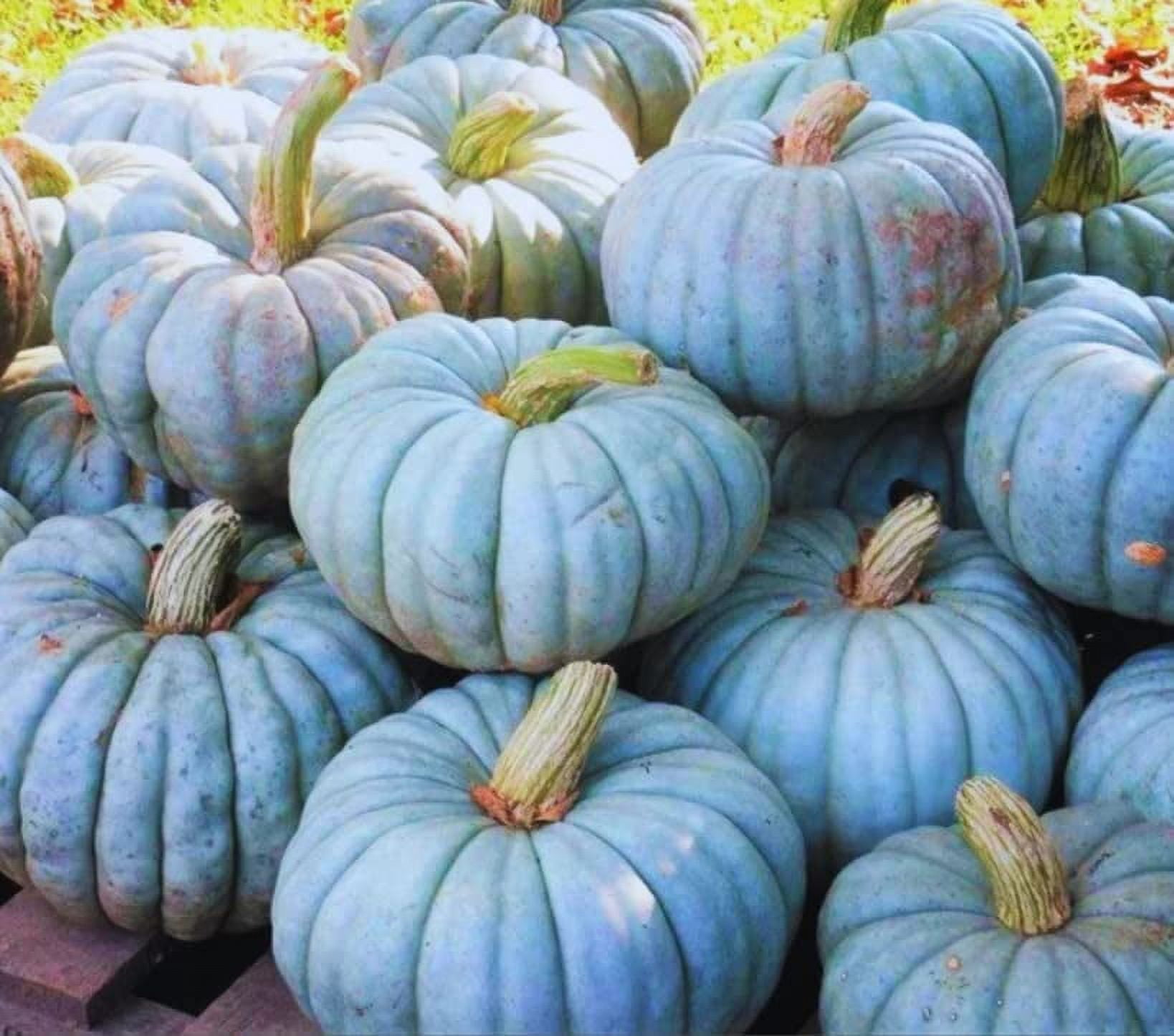 Jarrahdale Blue Pumpkin Seeds | 10 Seeds per Packet | Blue Jarrahdale ...