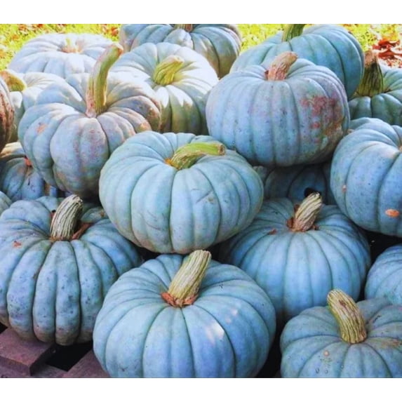 Jarrahdale Blue Pumpkin Seeds | 10 Seeds per Packet | Blue Jarrahdale ...