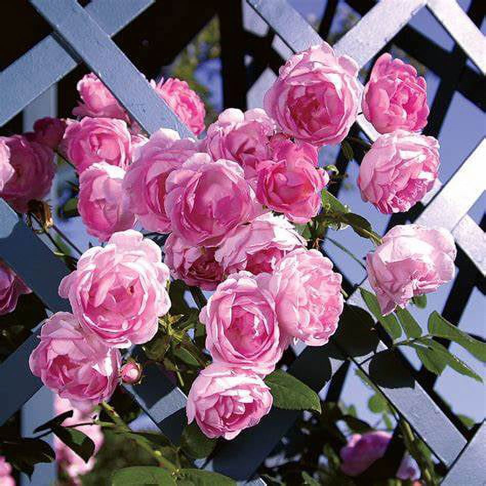 Jasmina™ Arborose® Climbing Rose - Fragrant Pink Blooms - 4" Pot ...